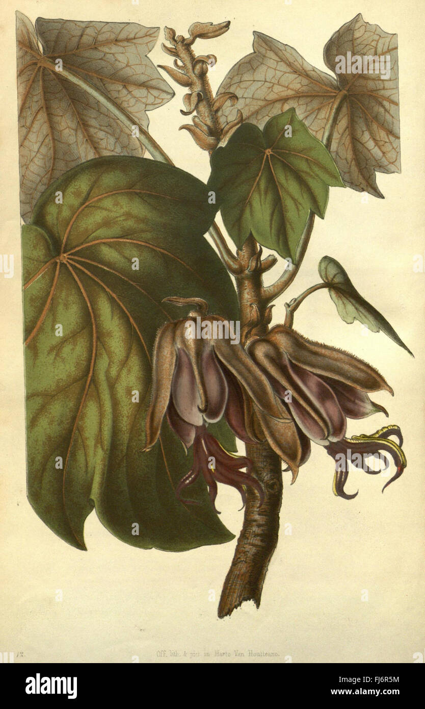 Flora of Greenhouses and Gardens of Europe focuses on European garden ...