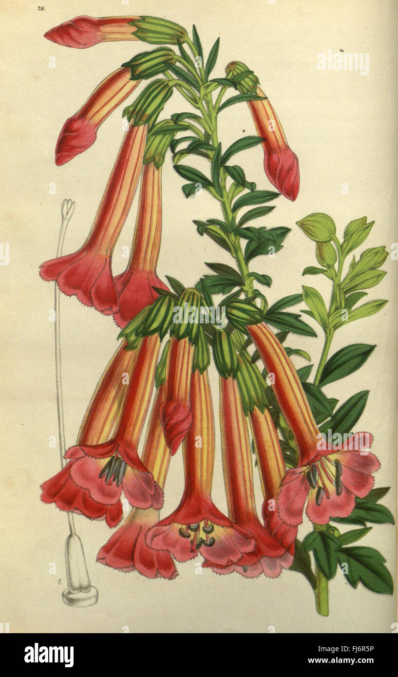 A collection of European greenhouse and garden plants, showcasing a ...