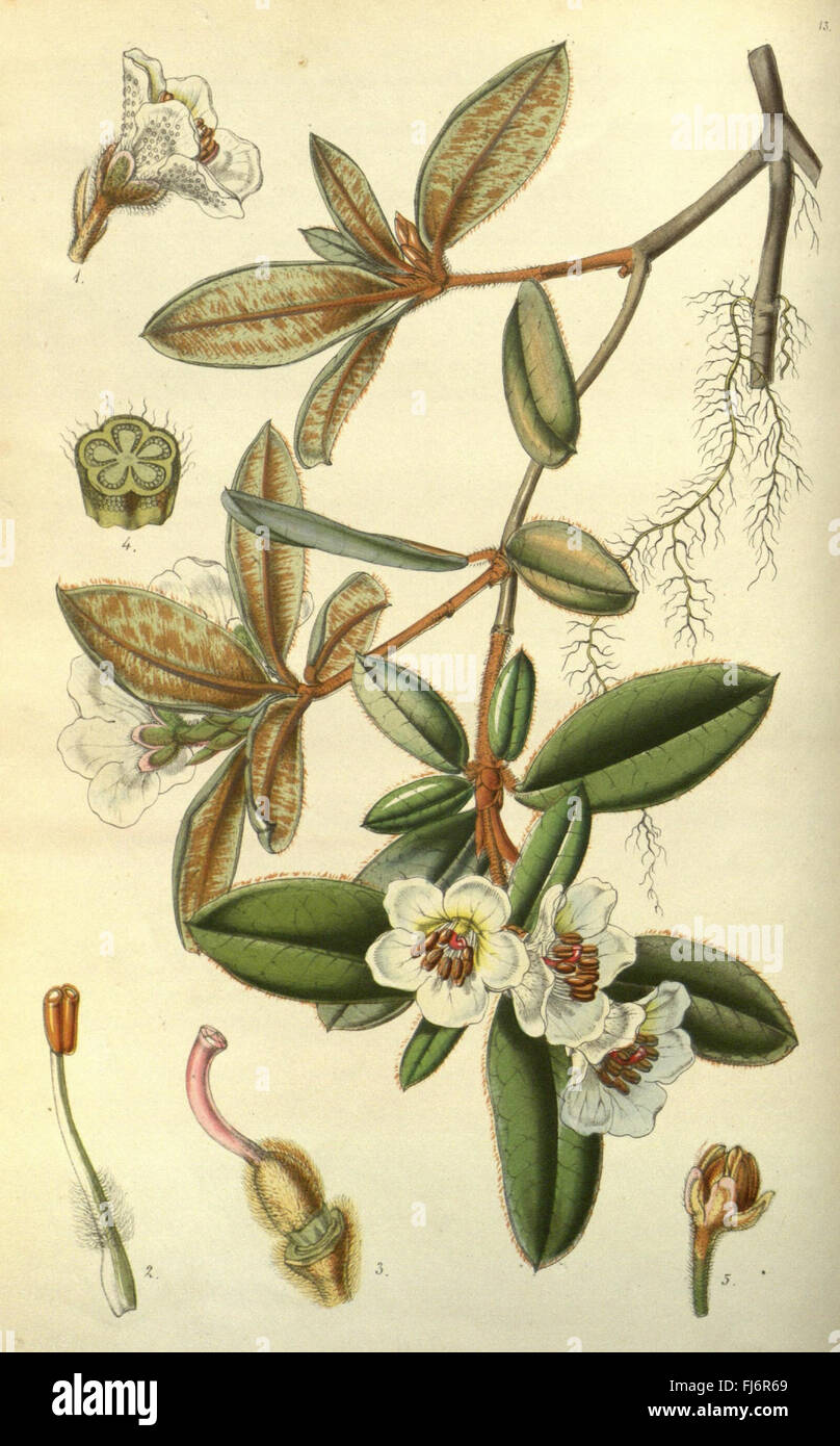 A botanical work depicting the plants of European greenhouses and ...
