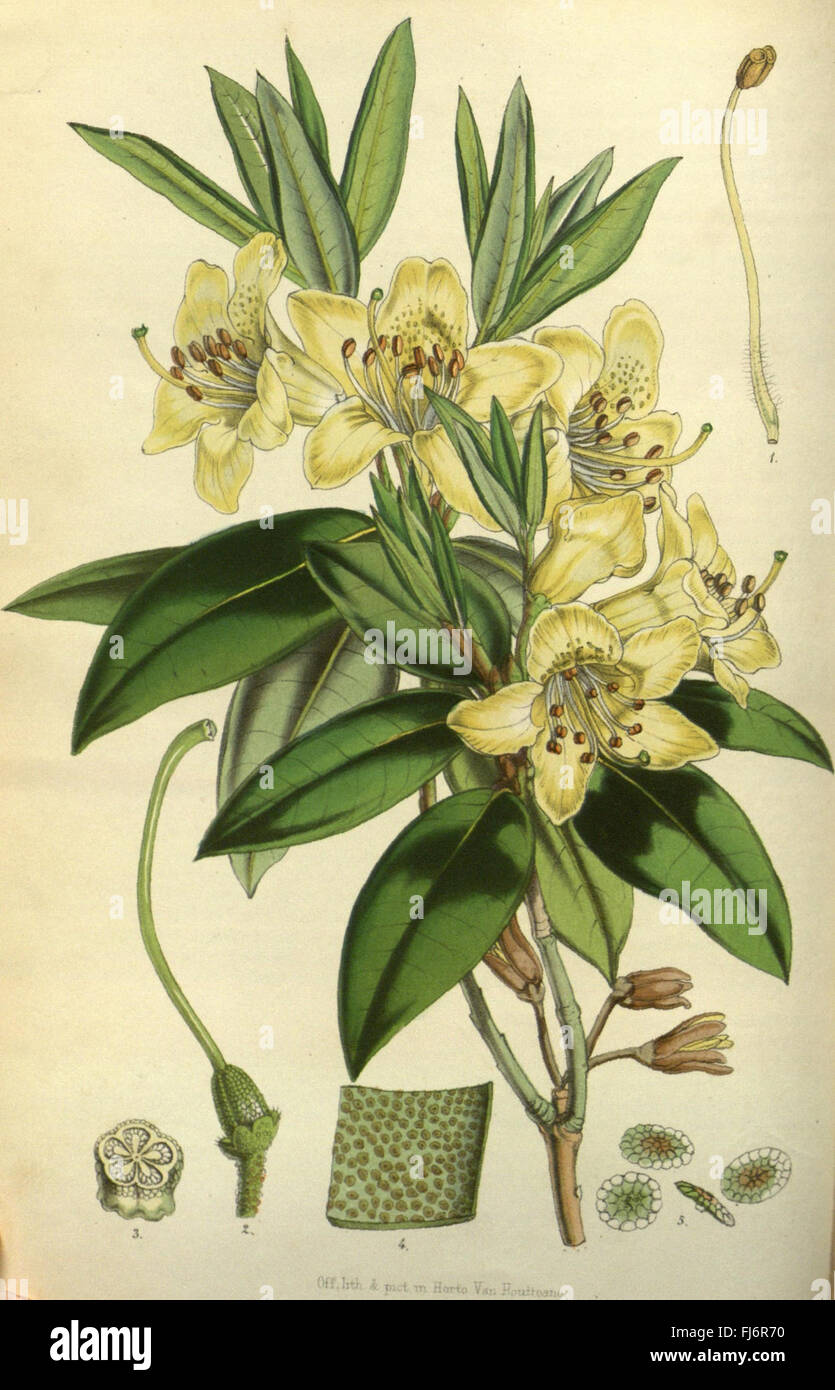 Showcasing flowering plants hi-res stock photography and images - Alamy