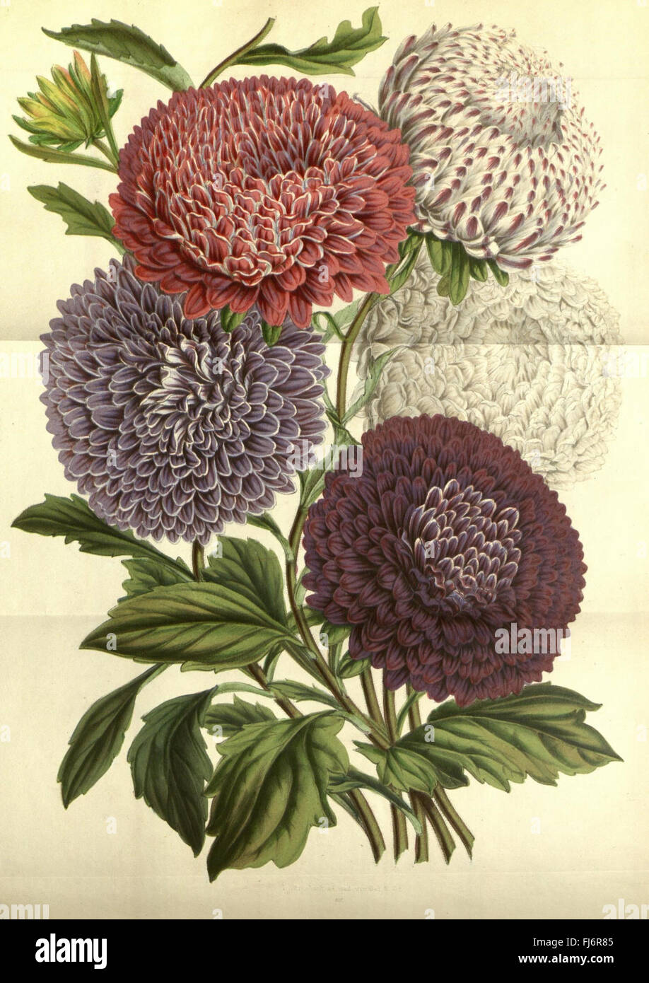 Flora research methods hi-res stock photography and images - Alamy