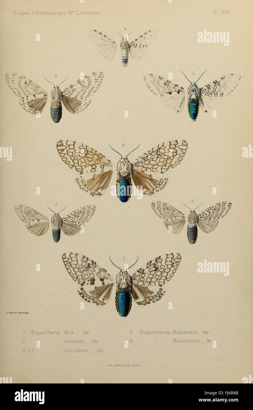 A scientific work on Lepidoptera, exploring insect classification ...