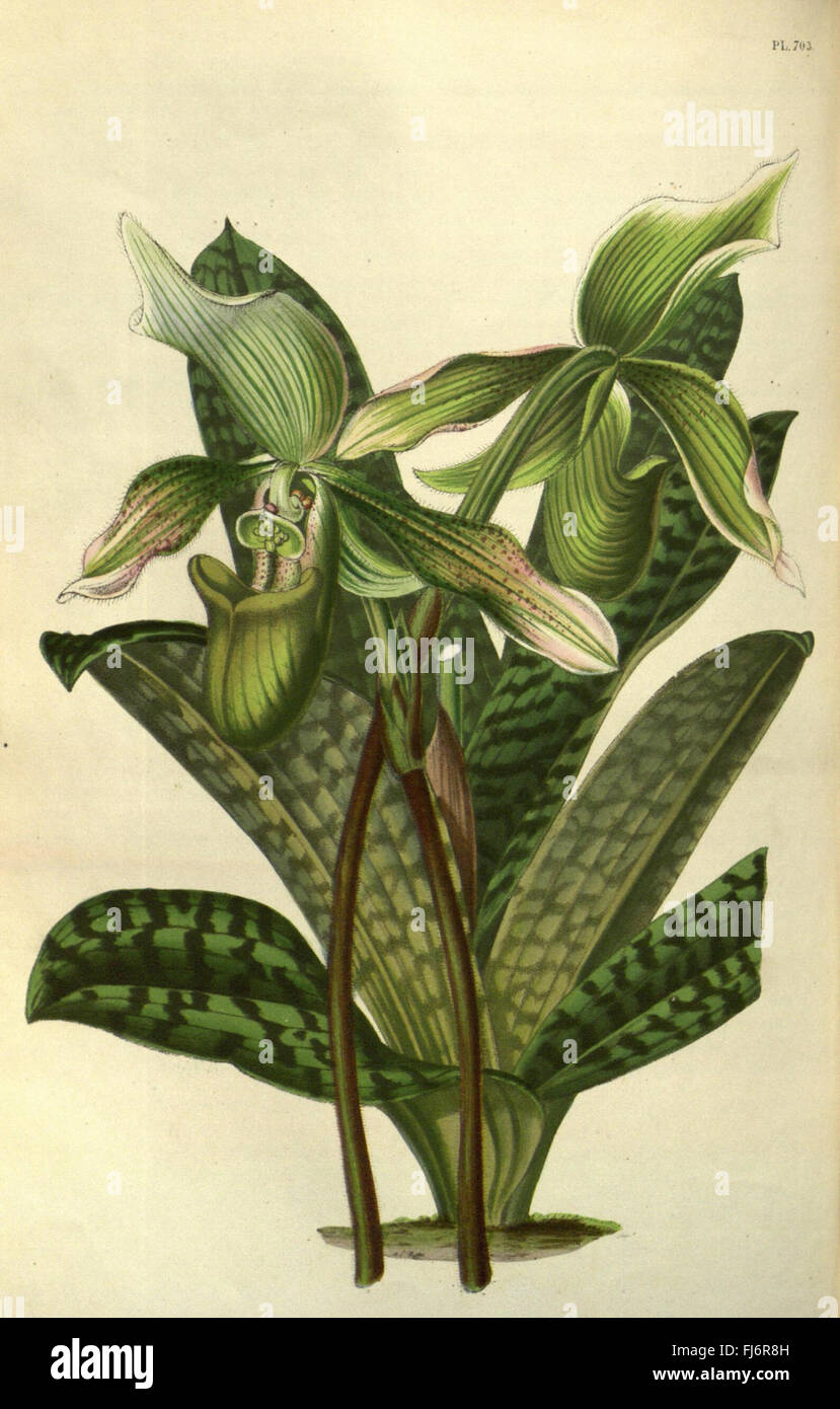 An 18th-century botanical work featuring plants from the greenhouses ...