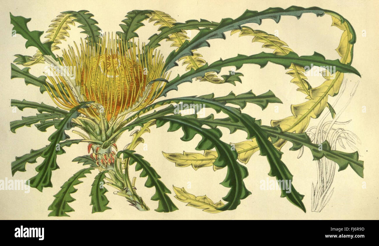 A visual documentation of the plants cultivated in European greenhouses ...