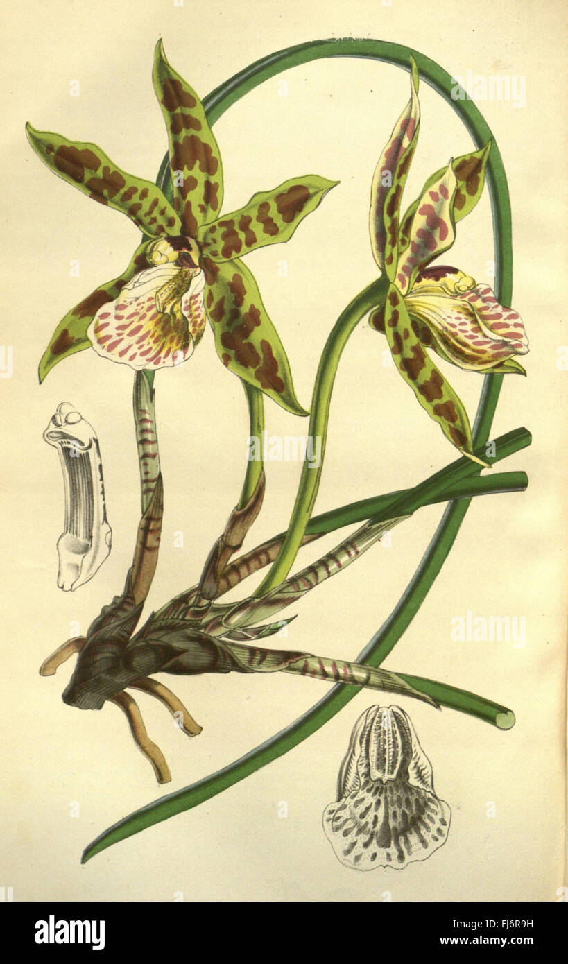 Illustrated botanical guide to European greenhouse and garden plants ...