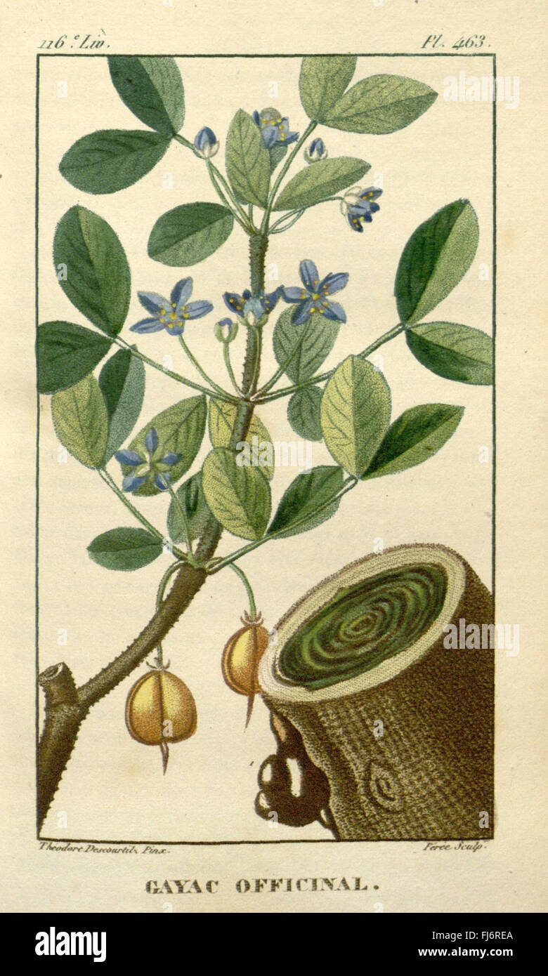 A botanical reference on the medicinal plants of the West Indies ...