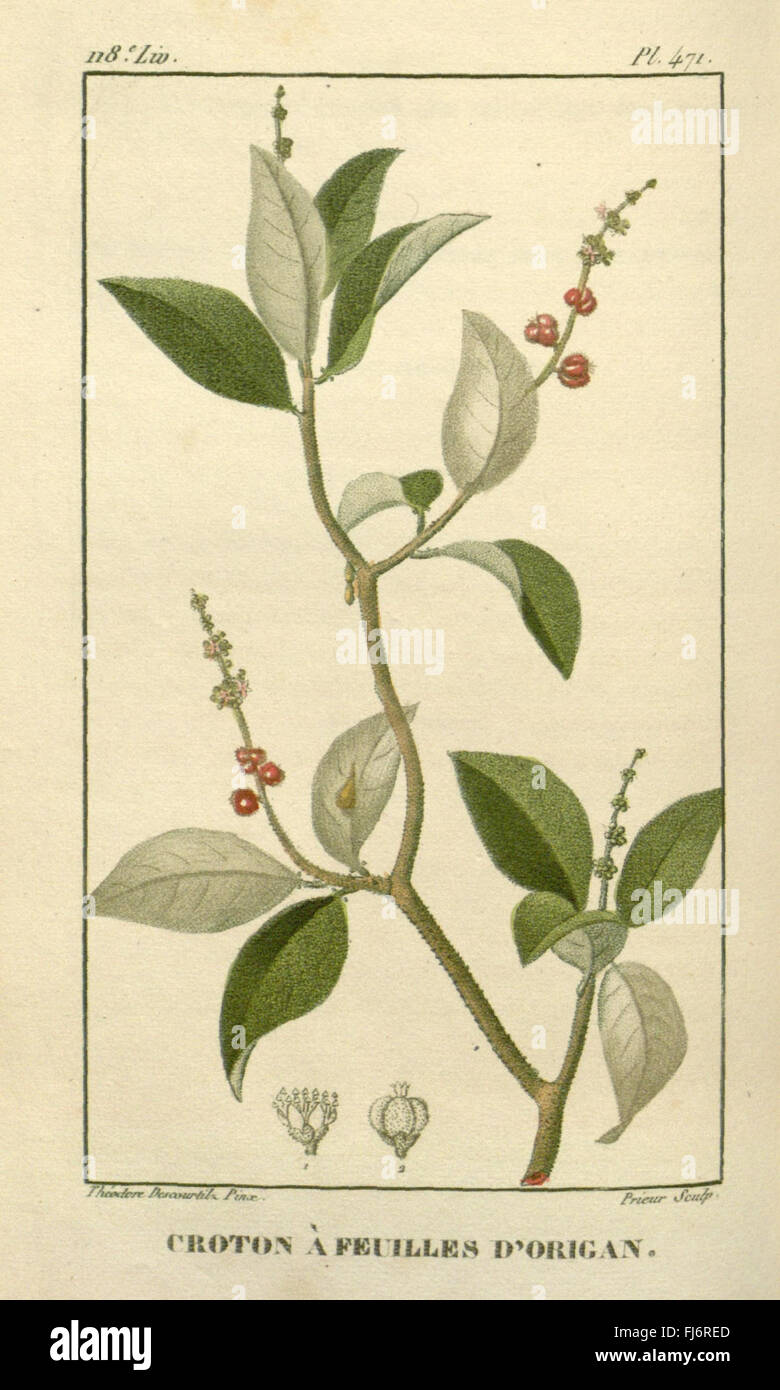 Botany, medicinal plants, West Indies, tropical plants, herbal medicine ...
