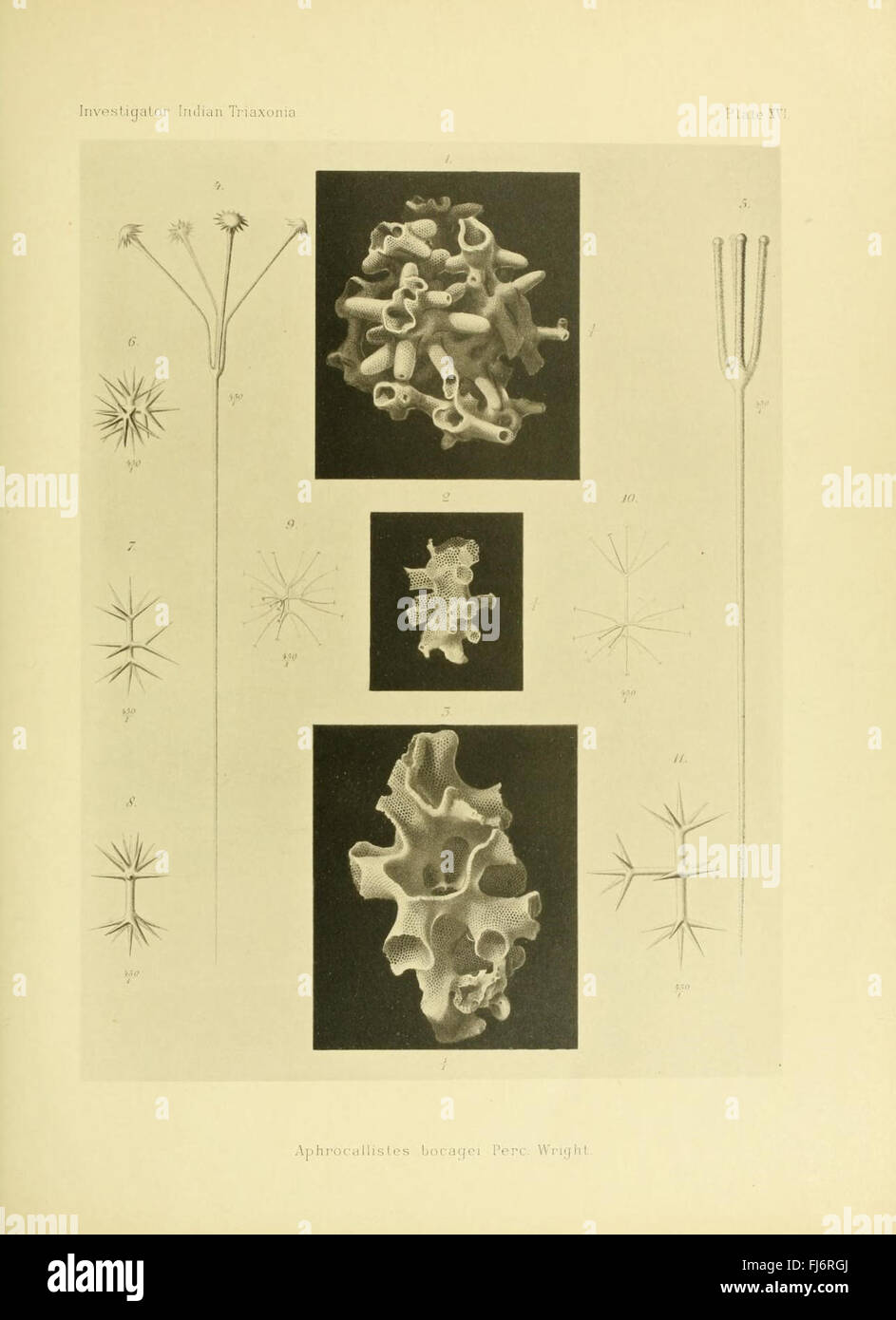 An illustrated account of Triaxonia sponges collected during the Royal ...