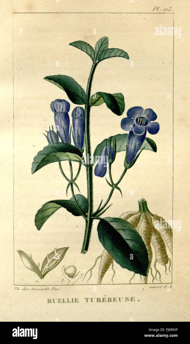 A botanical collection of illustrations from the encyclopedia Stock ...