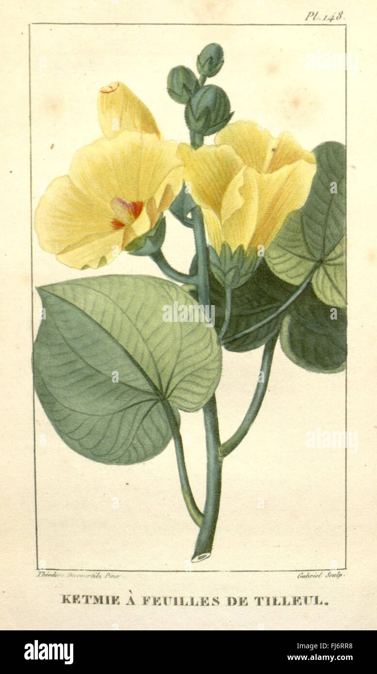 Illustration of medicinal plants in the West Indies, with focus on ...