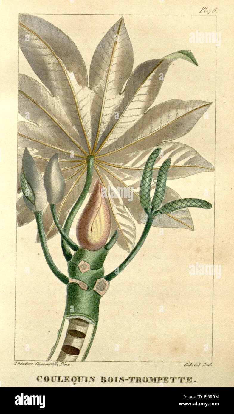 Medical medicinal plants west indies hi-res stock photography and ...