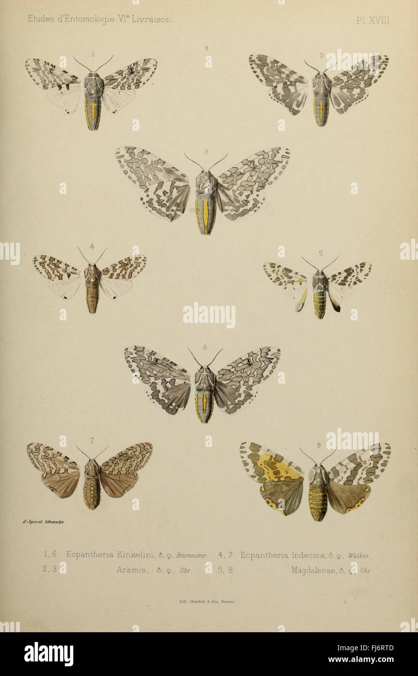 Studies in entomology, focusing on various insect groups, with detailed ...