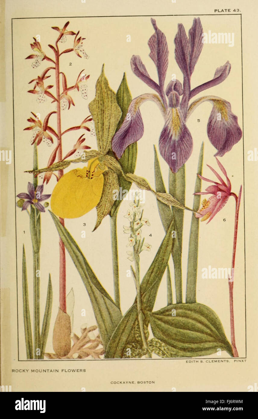 A botanical work showcasing wildflowers from the Rocky Mountains and ...