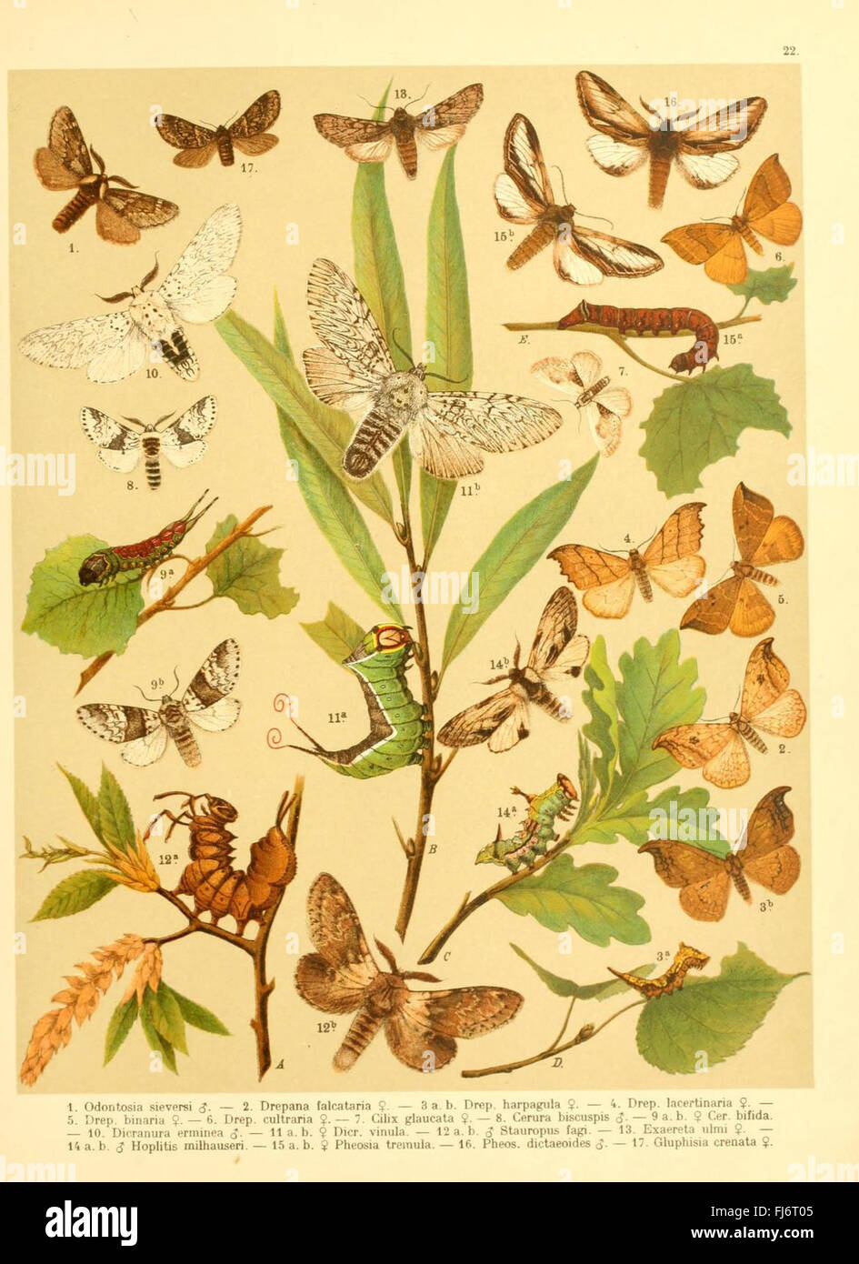 A comprehensive work on Lepidoptera (butterflies and moths), offering ...