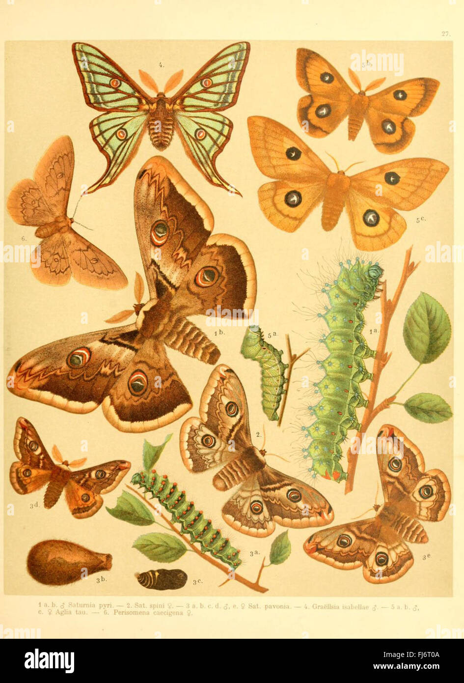 A revised edition of Fr. Berge's butterfly book, reflecting current ...