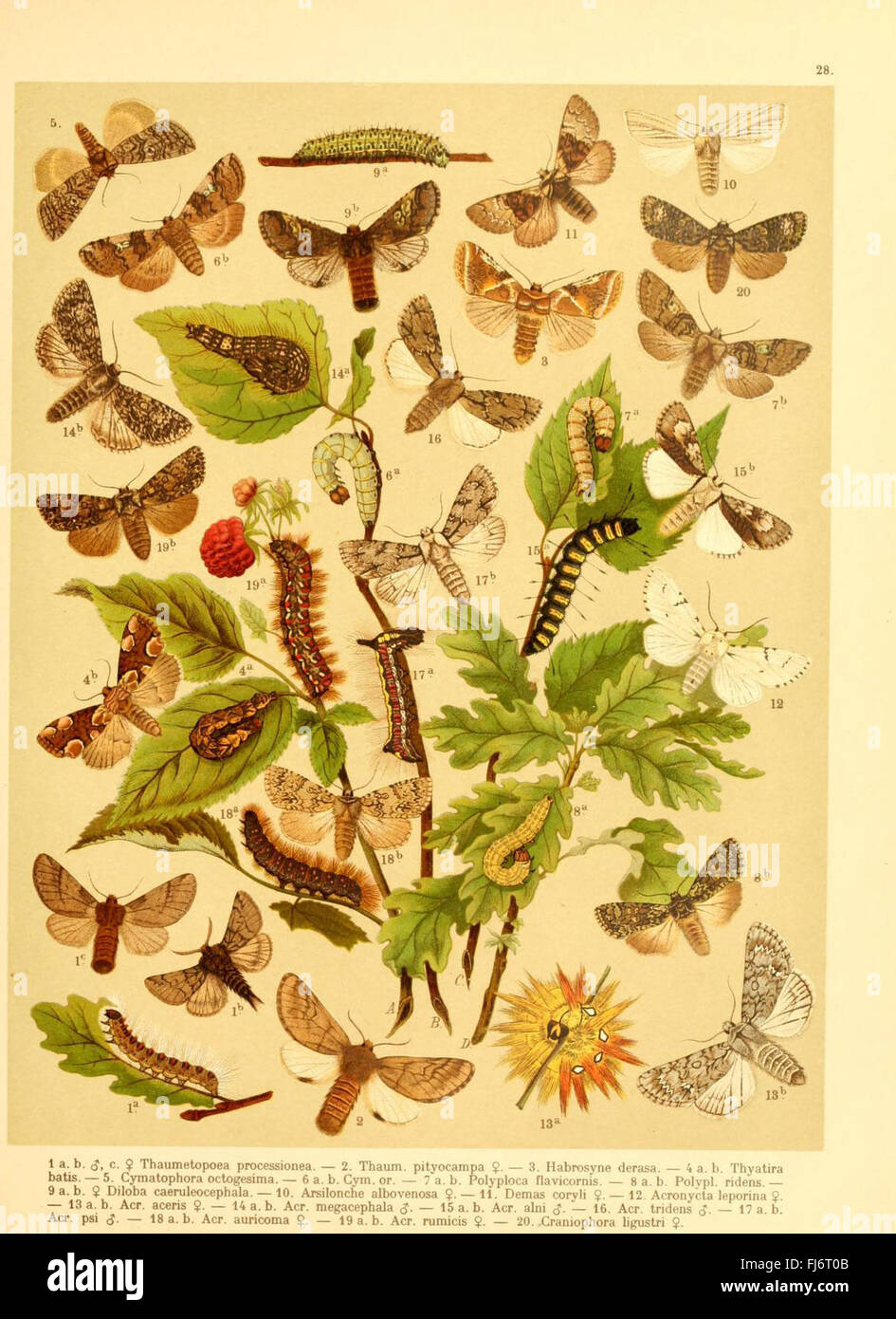 An updated edition of Fr. Berge's butterfly book, featuring new ...