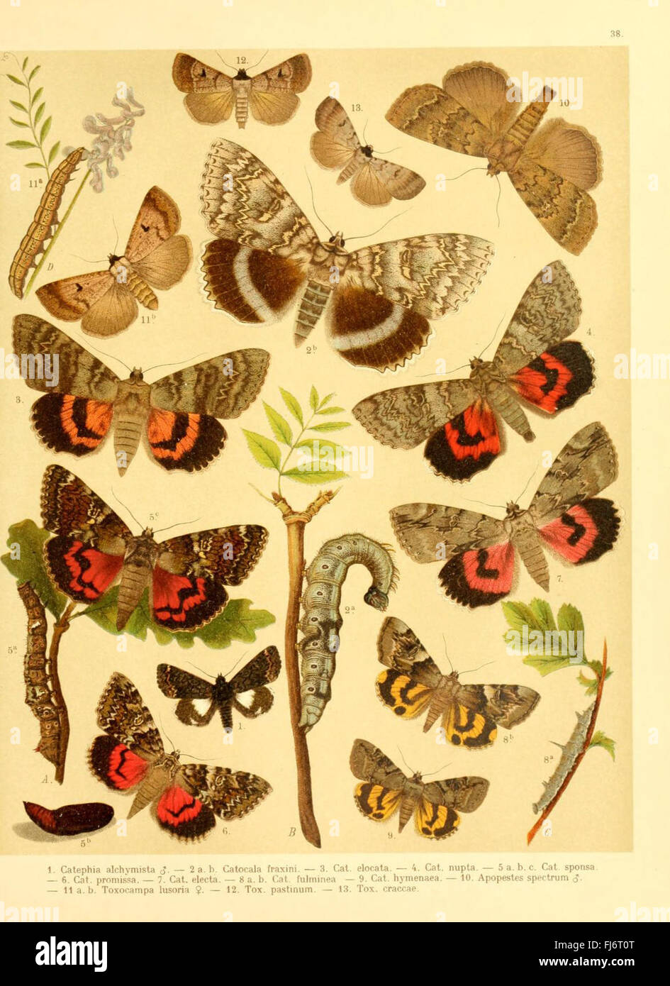 A German work on butterflies, presenting the latest knowledge in ...