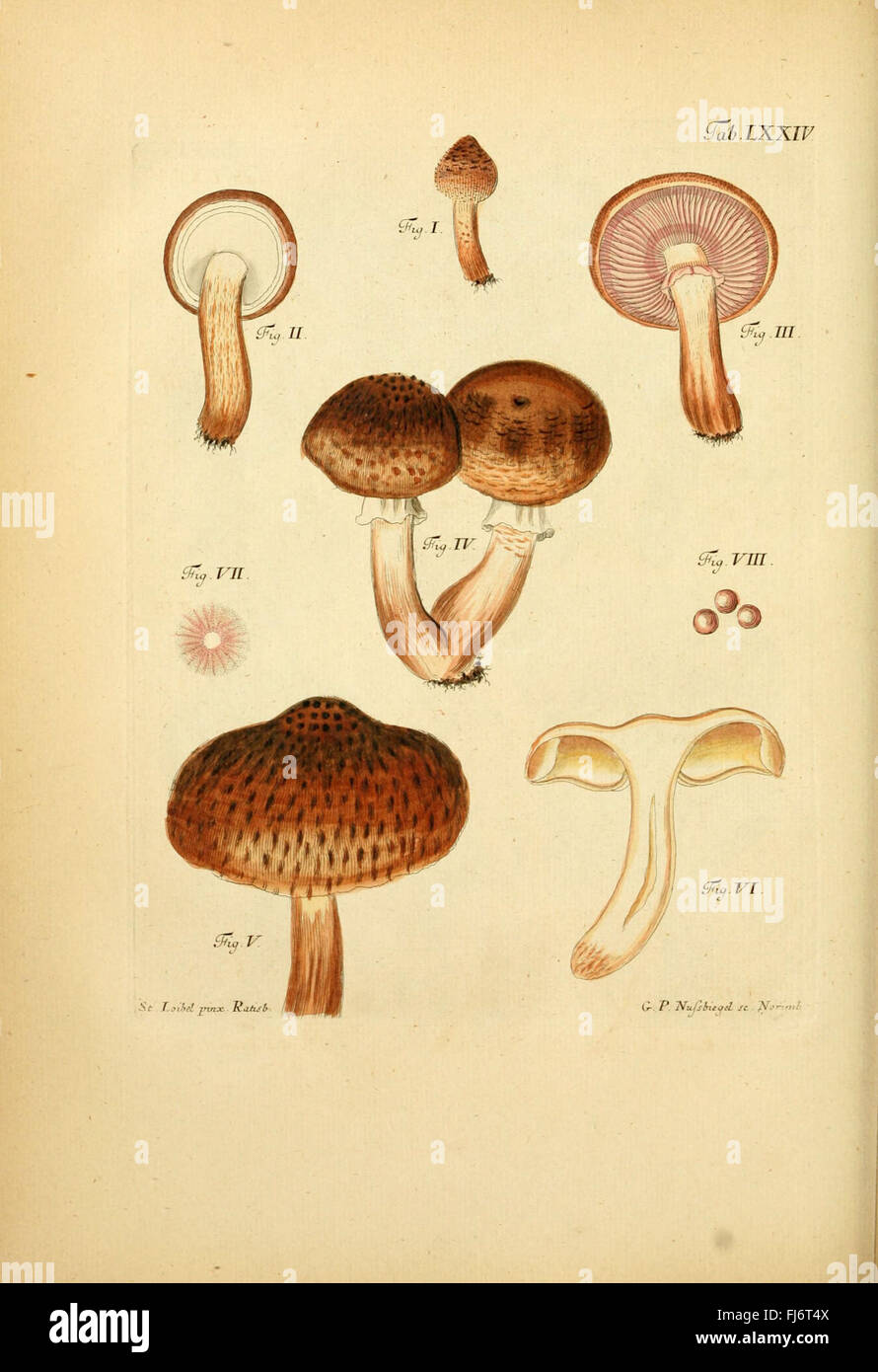 This collection showcases detailed illustrations of fungi species from ...