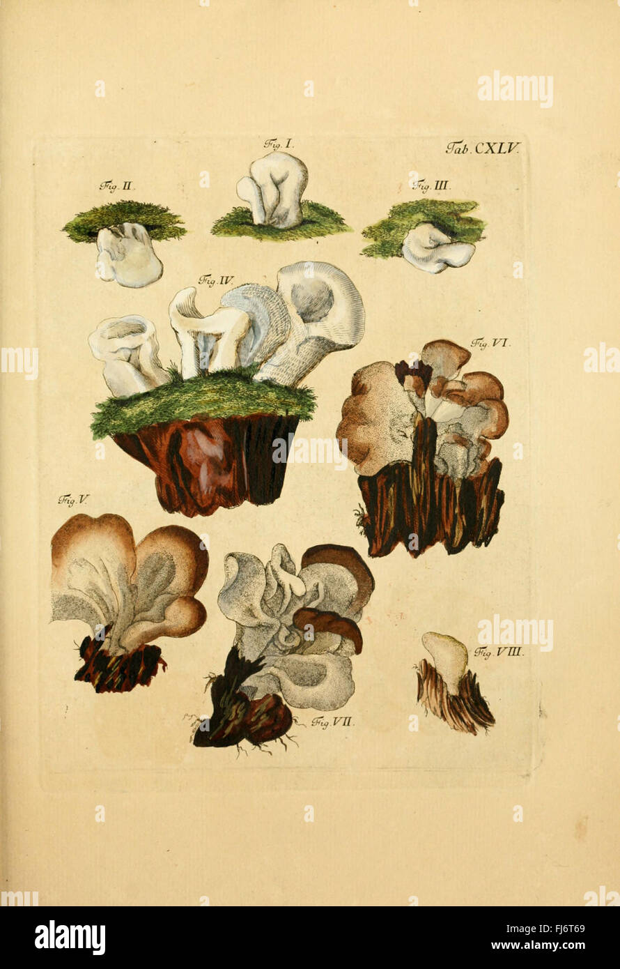 A detailed pictorial work of fungi species native to Bavaria, painted ...