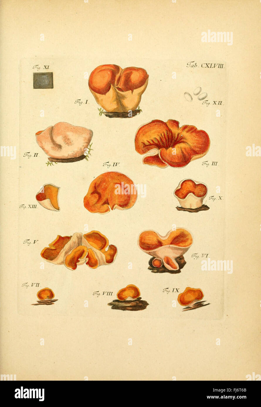 Fungi, Bavaria, Ratisbon, fungi species, botanical illustrations ...