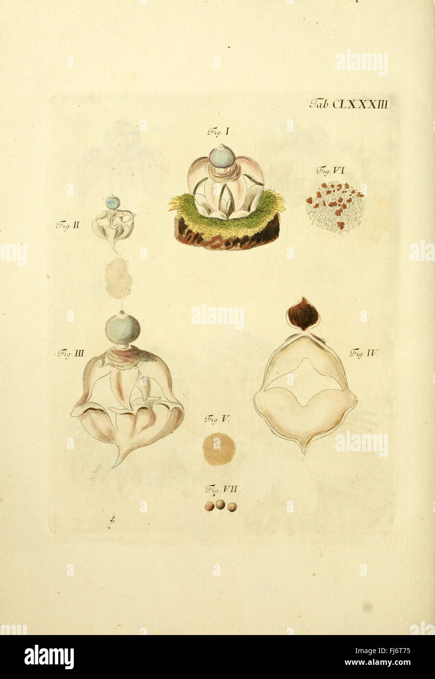 Fungorum qui in Bavaria et Palatinatu circa Ratisbonam nascuntur icones ...