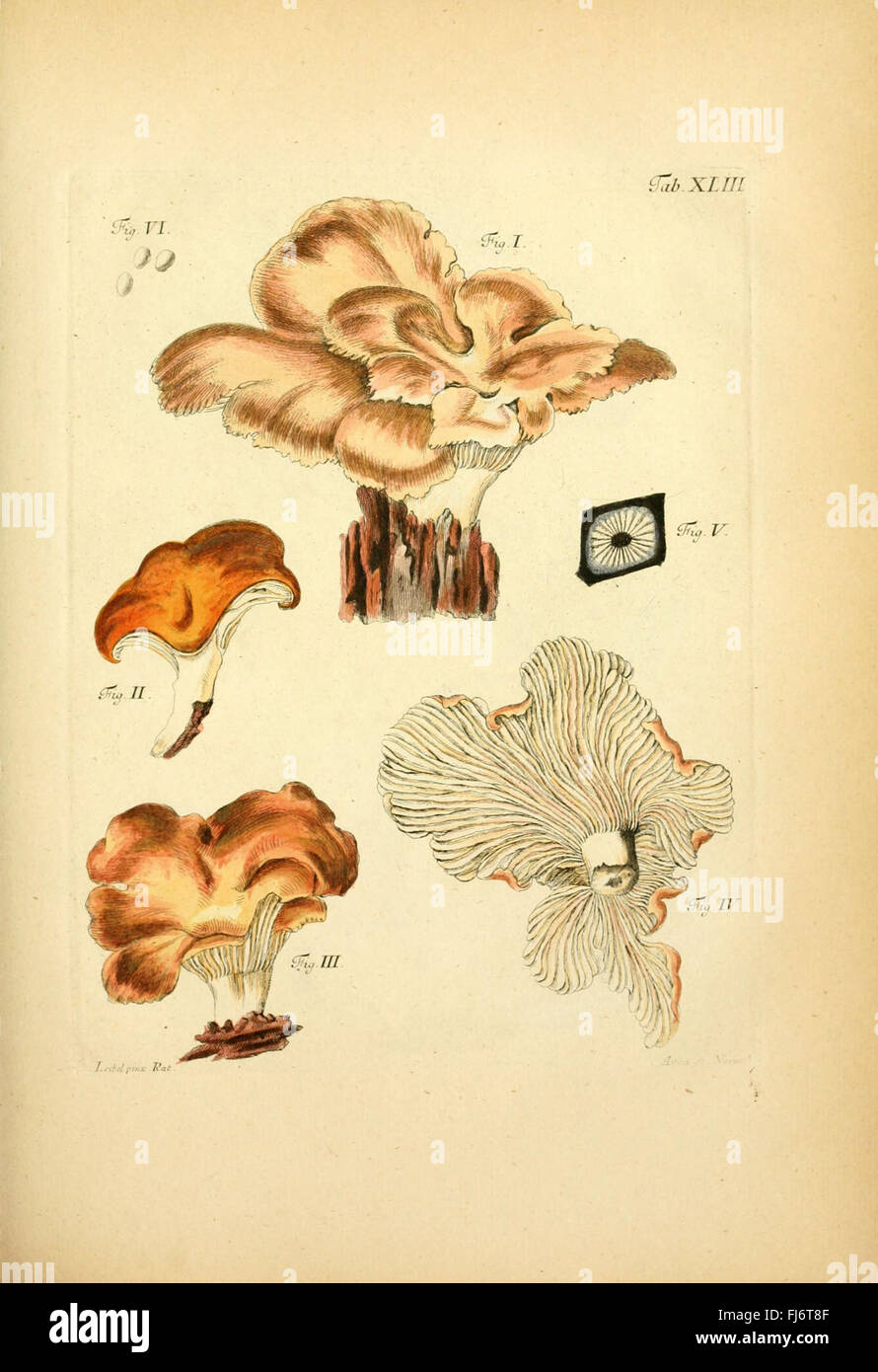 A detailed pictorial work of fungi species native to Bavaria, painted ...