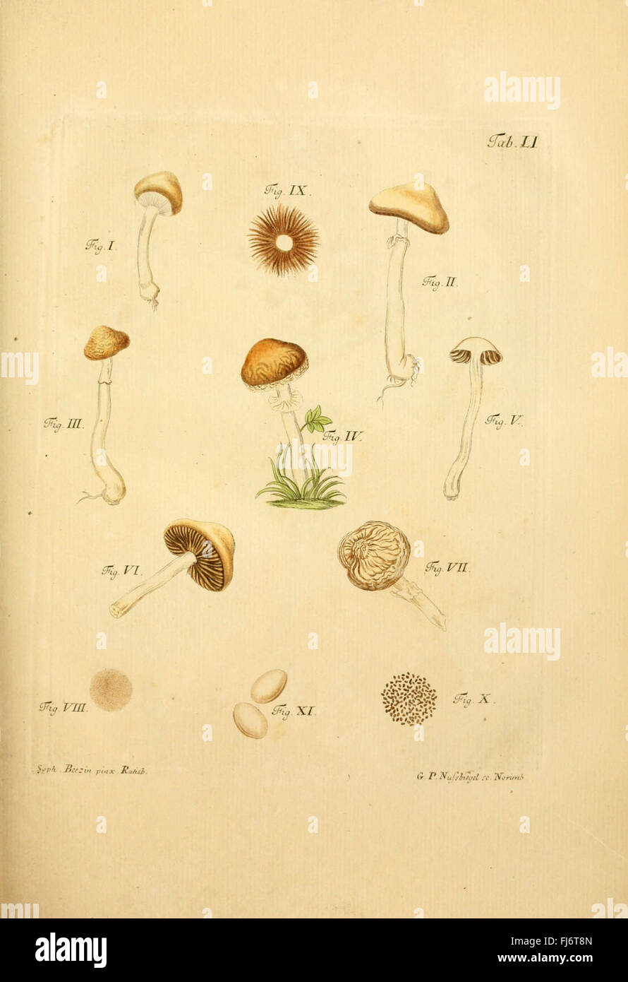 This collection of illustrations depicts various fungi species found in ...