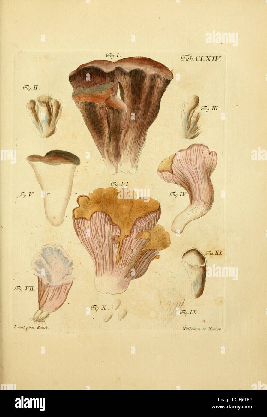 Botanical study of fungal species hi-res stock photography and images ...