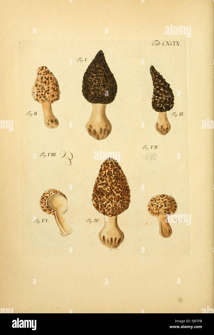 A beautifully illustrated work showcasing native fungi from Bavaria and ...