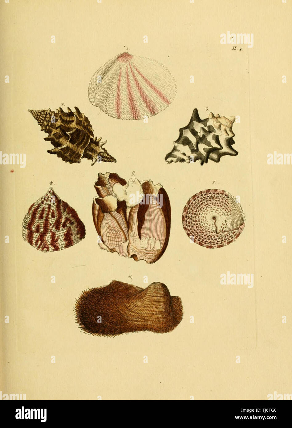 A historical work illustrating a variety of known seashells and horns ...