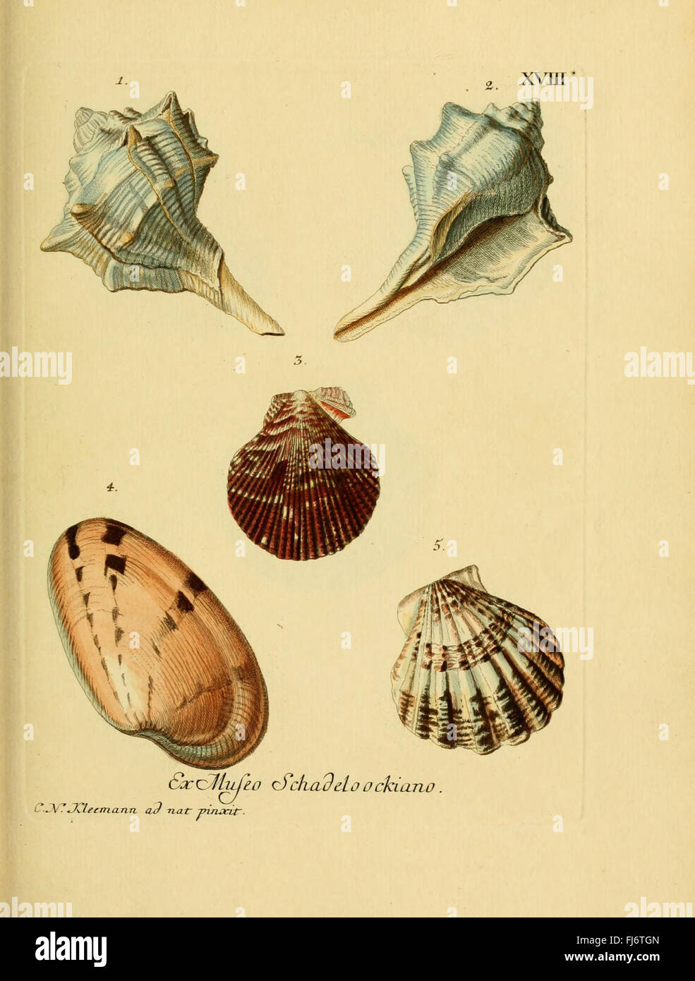 An early work illustrating various known shells and horns, depicted in ...