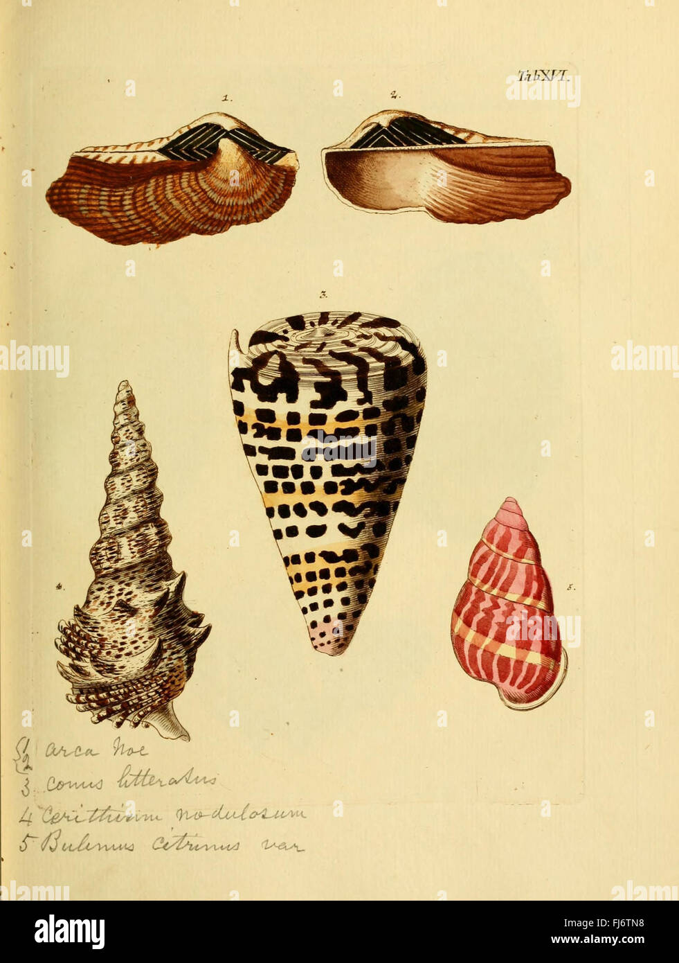 A collection of shell illustrations from the 18th century, depicting ...