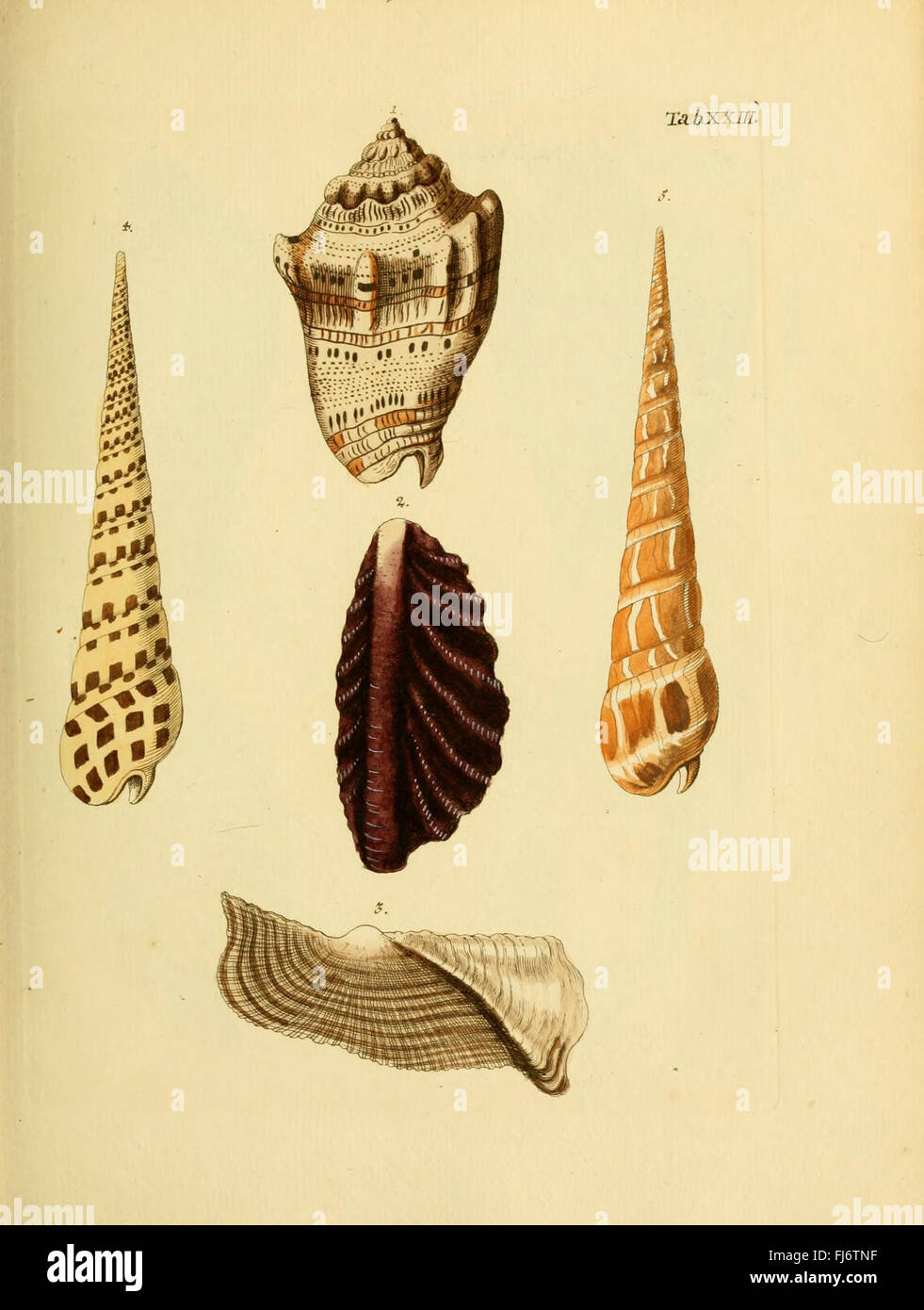 A 17th-century collection of shells and horns depicted in their true ...