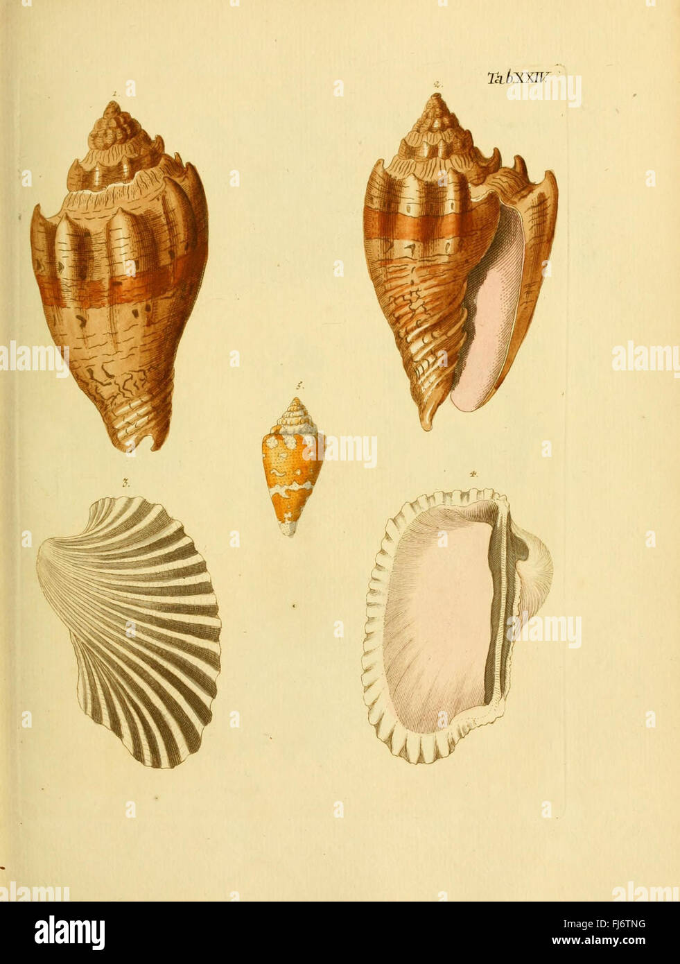 An 18th-century conchological work illustrating a collection of shells ...