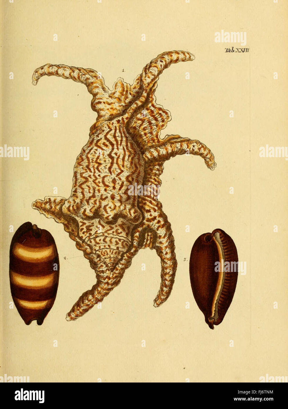 A collection of shells and horns illustrated in their natural colors ...