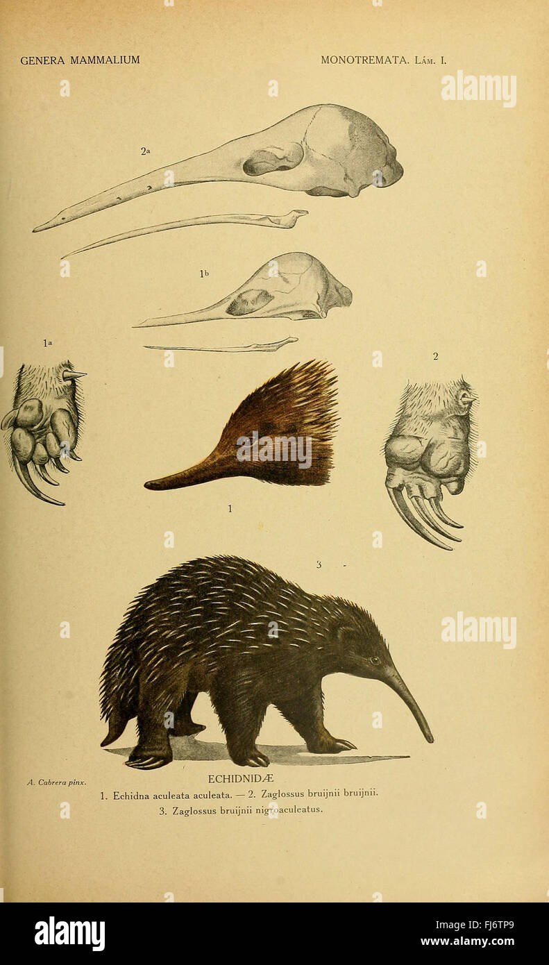 Genera Mammalium - A taxonomic and morphological study of marsupials ...