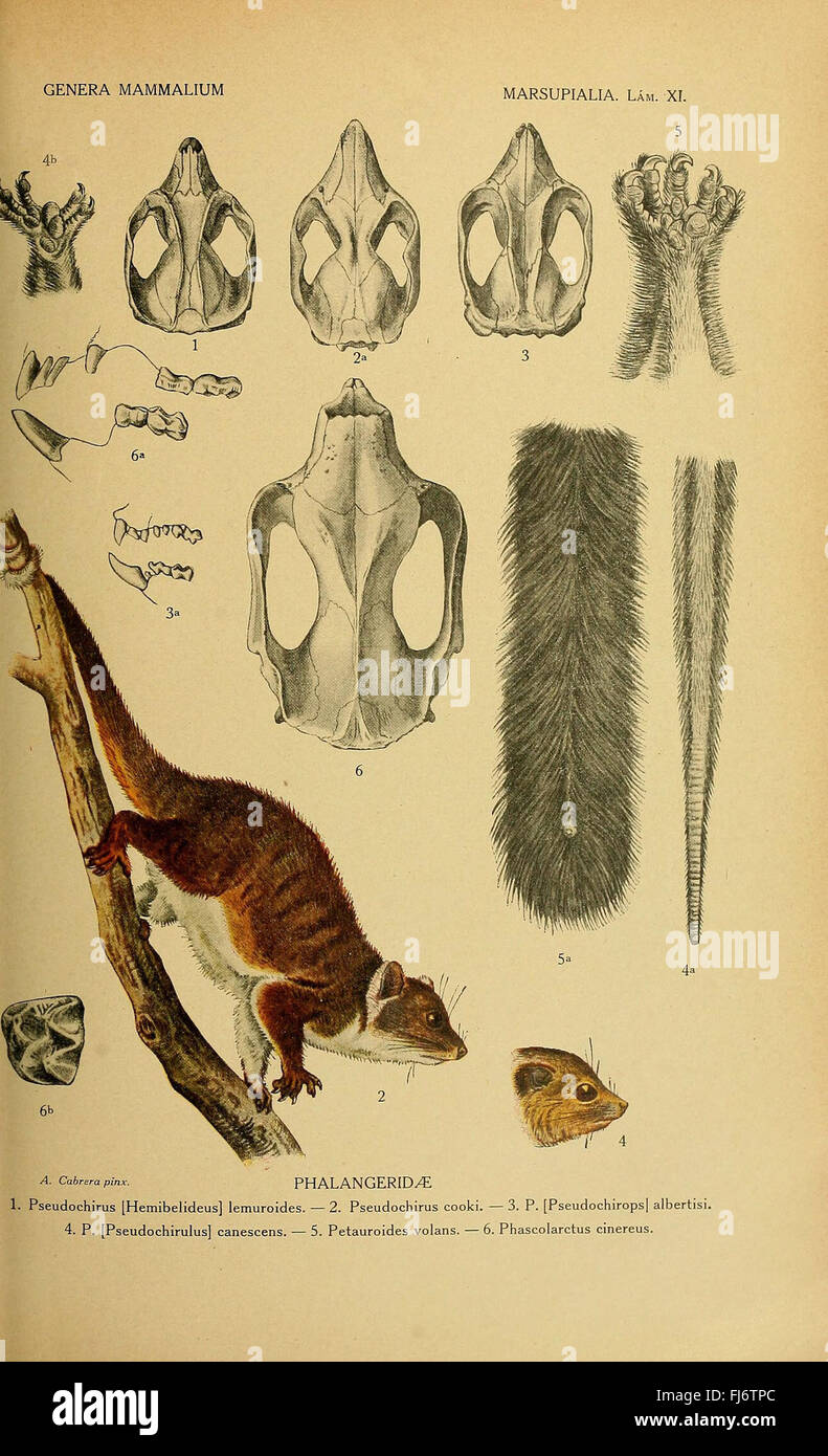 Systematic exploration of animal anatomy hi-res stock photography and ...
