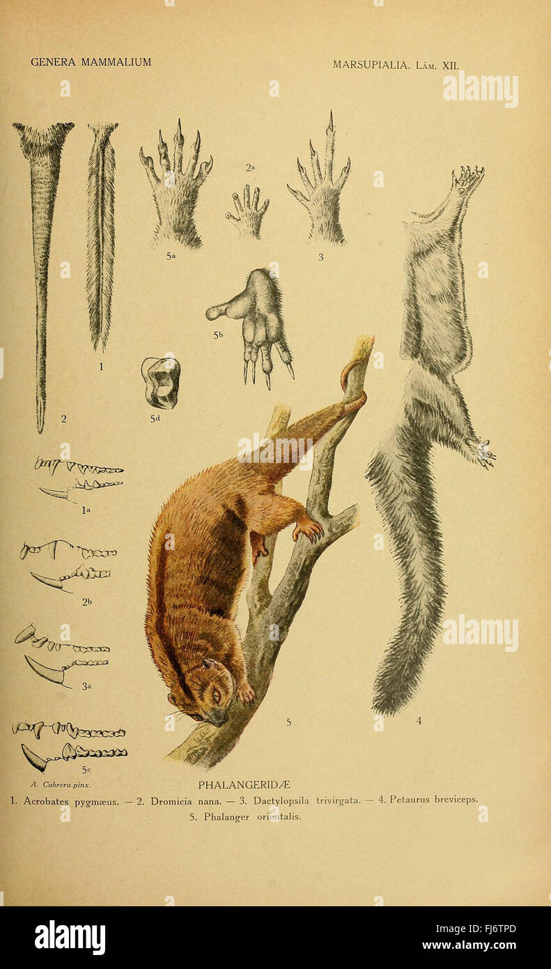 A detailed study of marsupials and monotremes, showcasing their ...