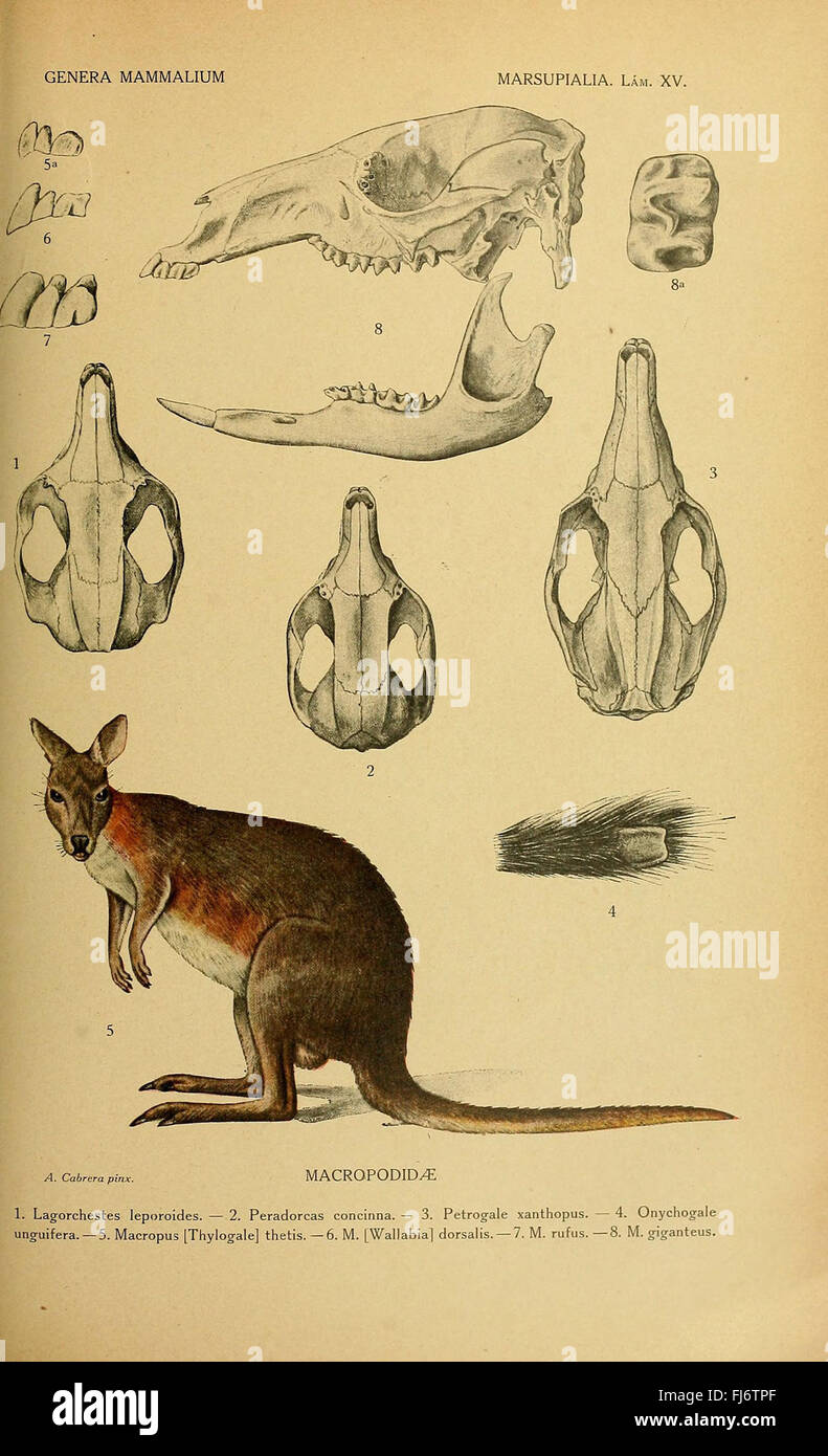 A comprehensive work detailing the classification and description of ...