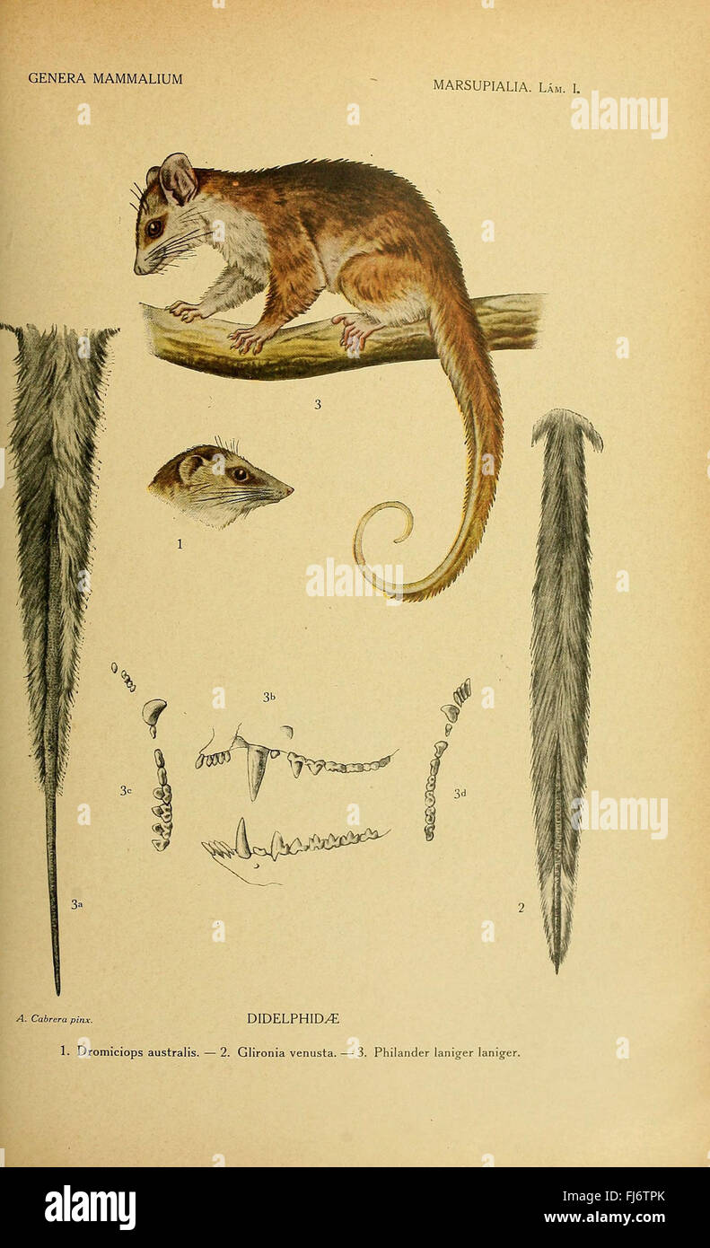 A comprehensive work on the genera of mammals, covering marsupials ...