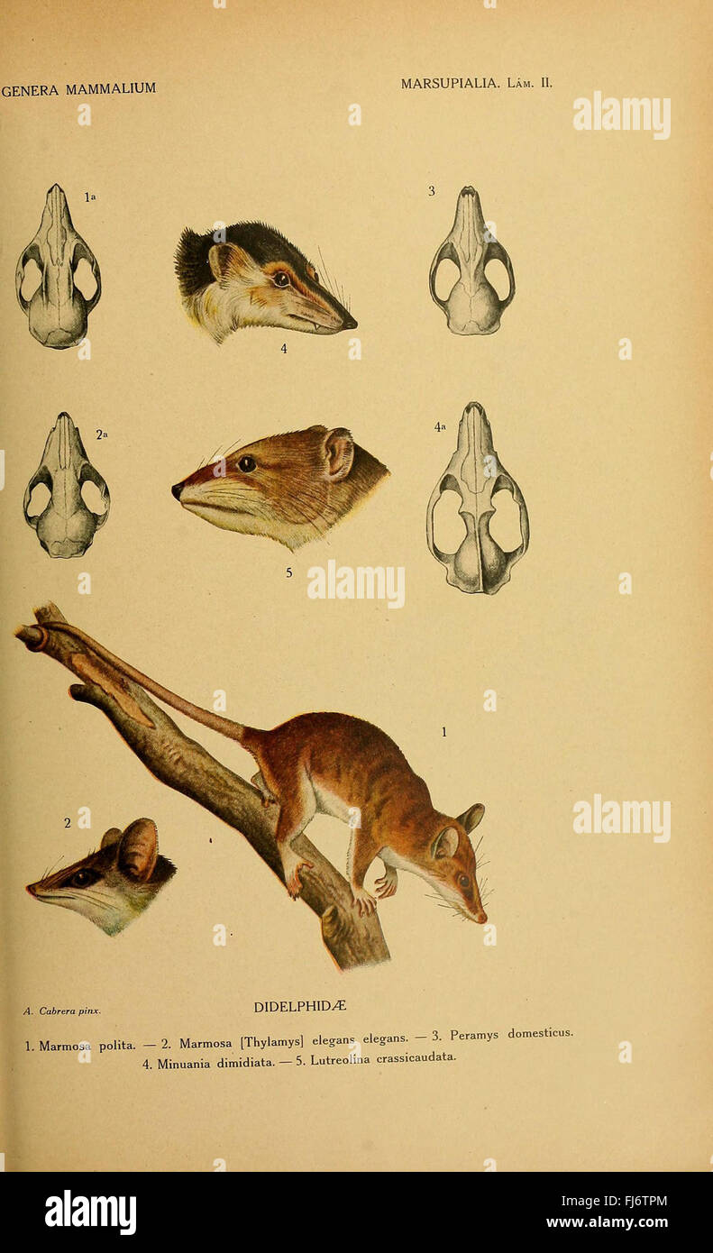 An important zoological work on the classification of mammals, focusing ...