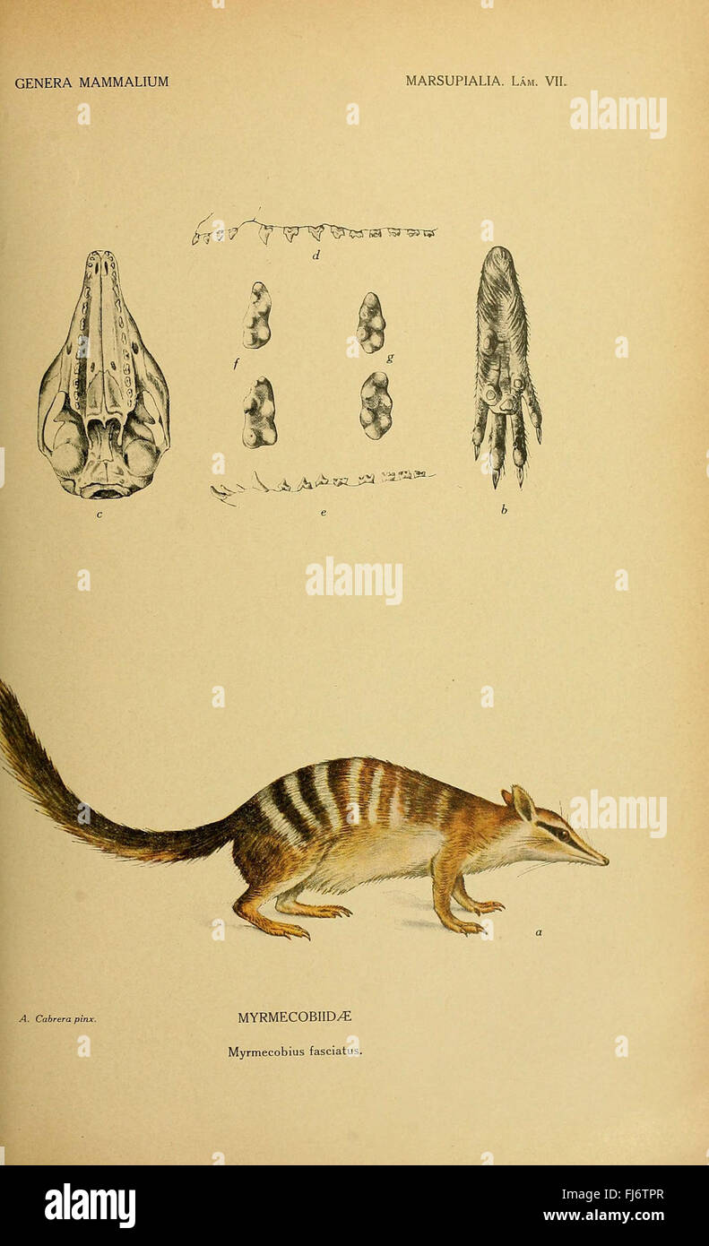 A scientific work on the classification of mammals, with focus on ...