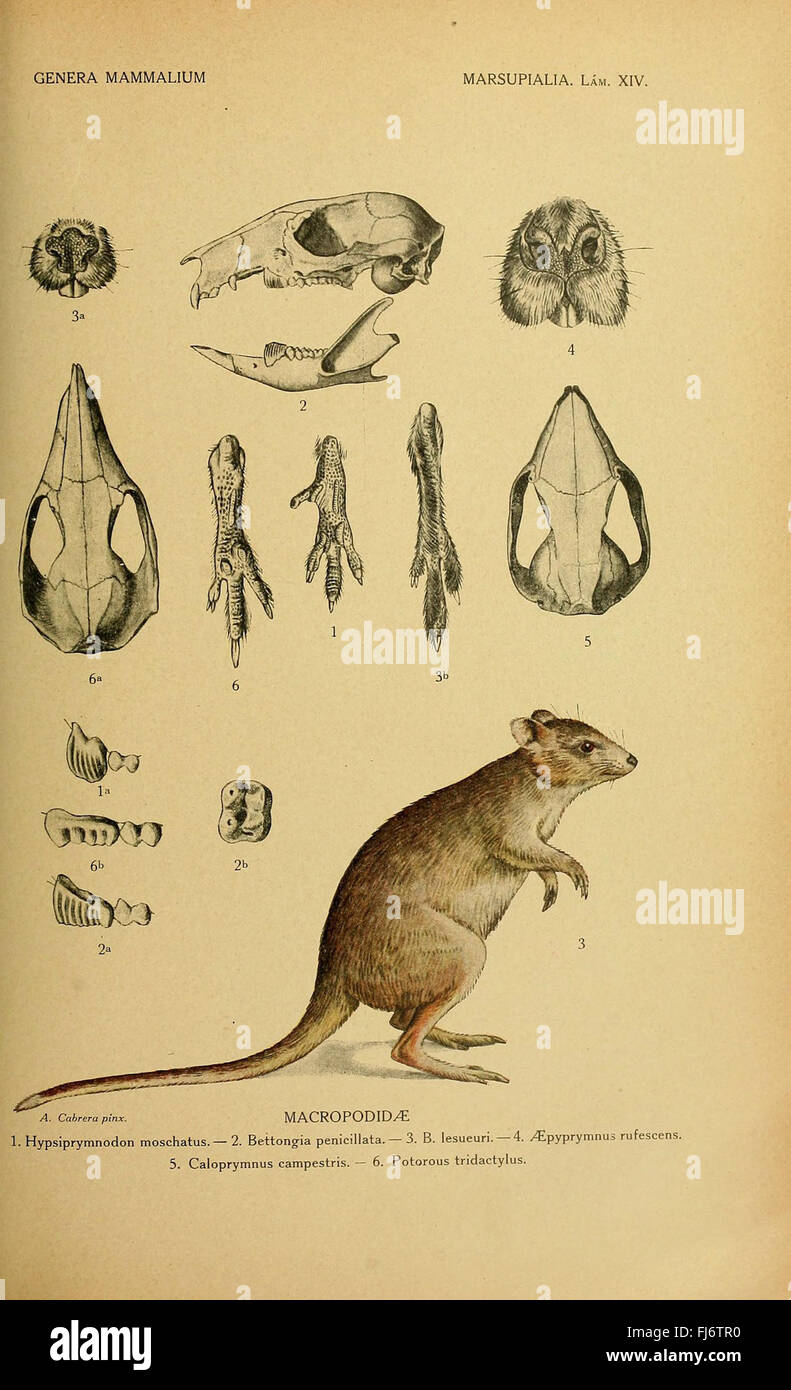 A detailed classification of mammal species, focusing on marsupials and ...