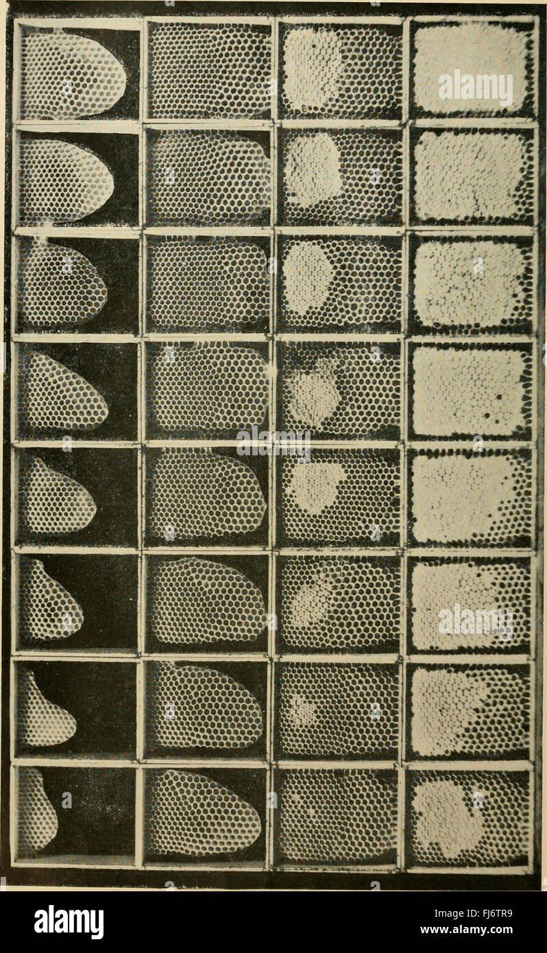 A study on beekeeping practices and the science of honey production ...