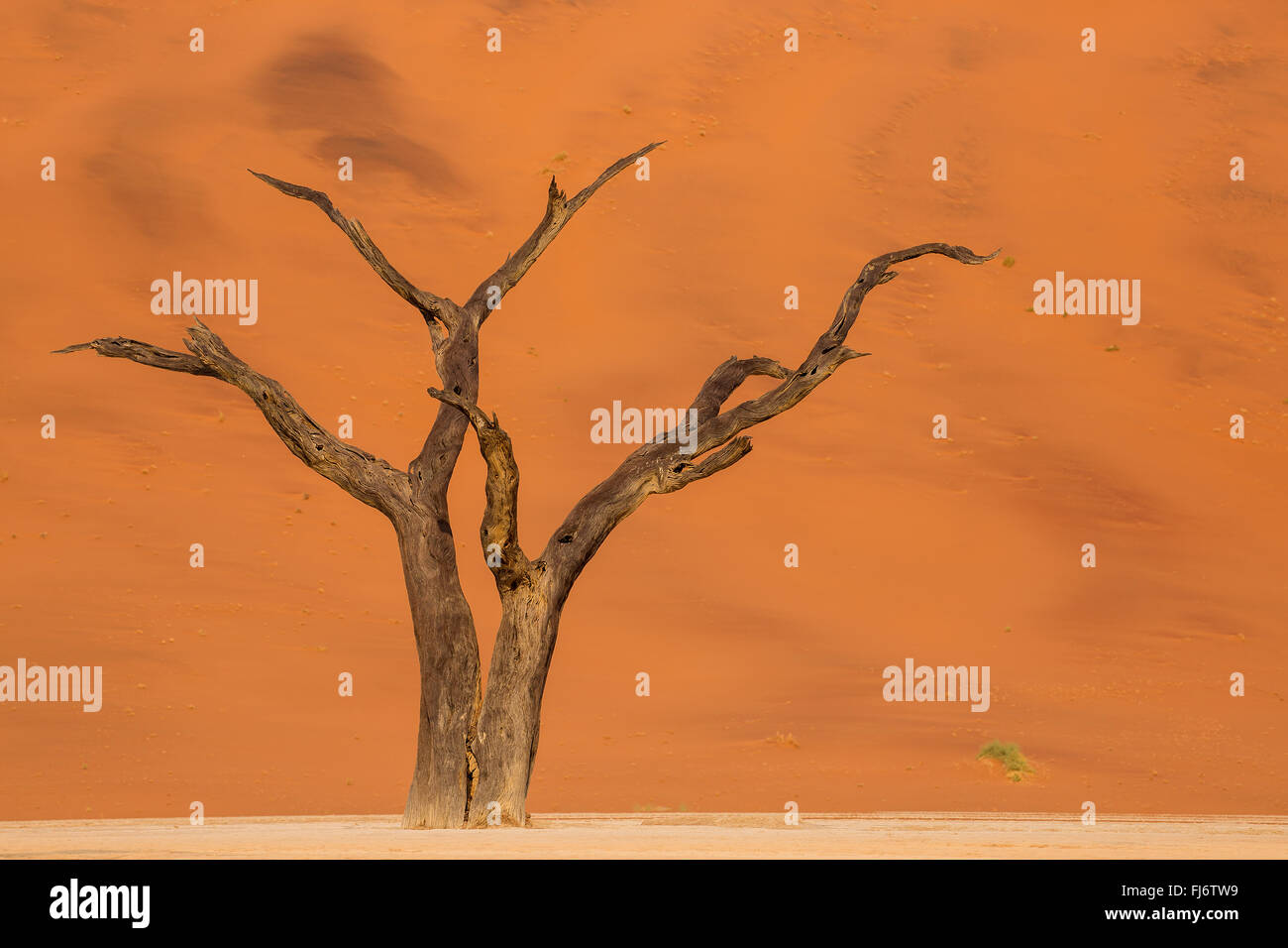 Ghost tree hi-res stock photography and images - Alamy