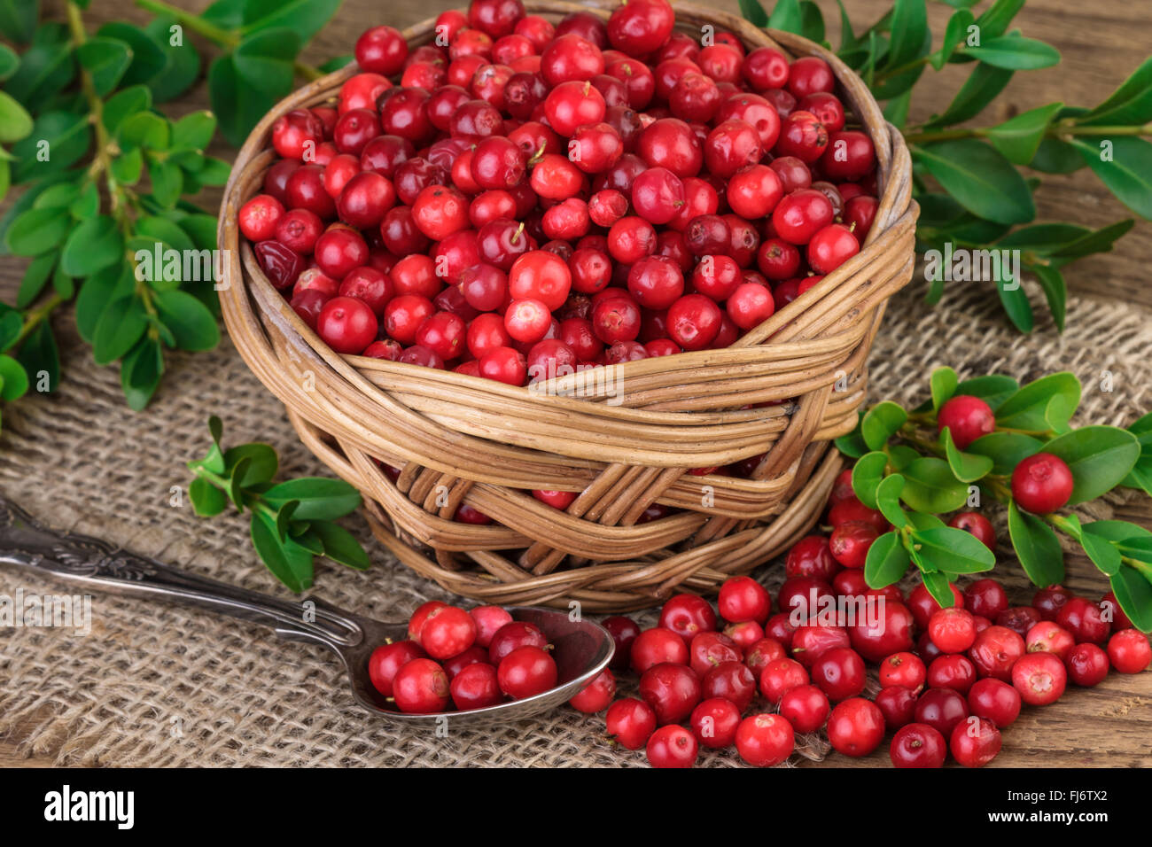 Basket of red cranberries Stock Photo - Alamy