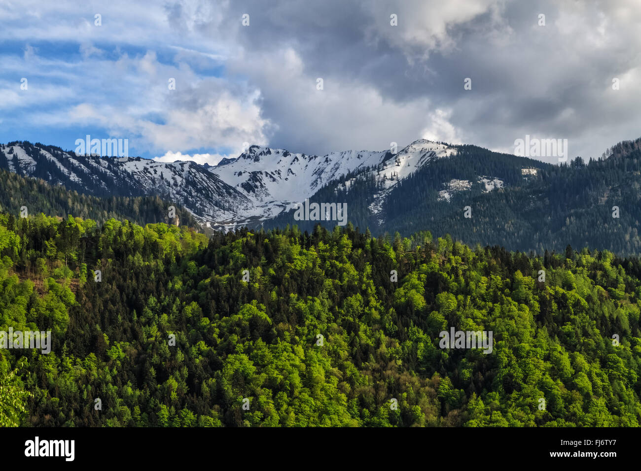 Spring landscape with green forest and snow covered mountains Stock ...