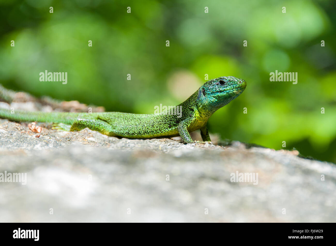 Iridescent lizard on a rock Stock Photo - Alamy