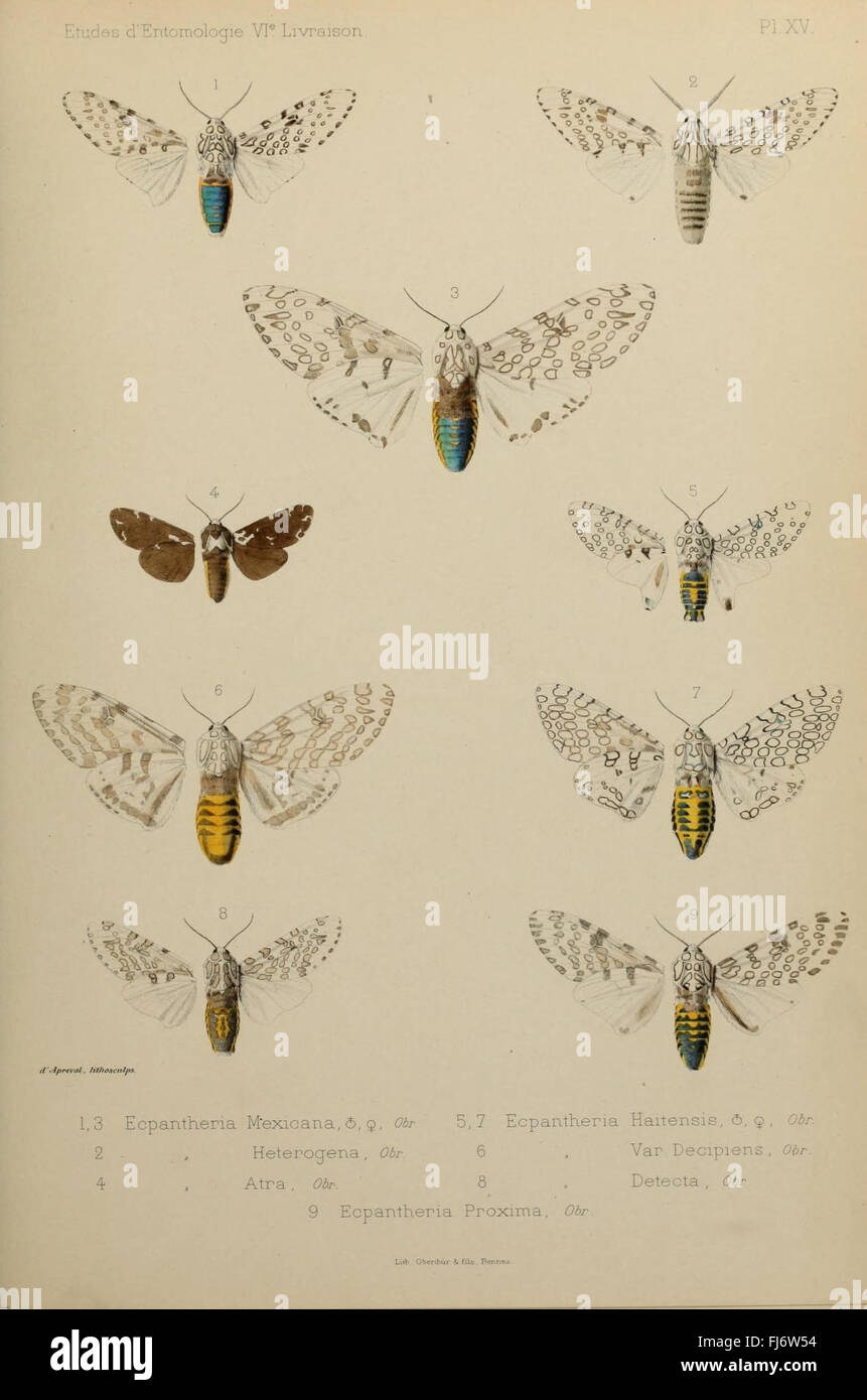 A scientific study focusing on entomology, showcasing Lepidoptera ...