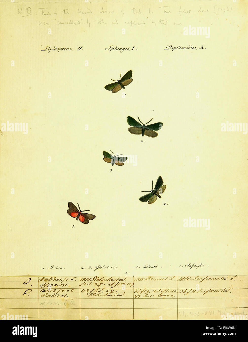 A detailed study of the *Papilio* species from the family of Sphingidae ...